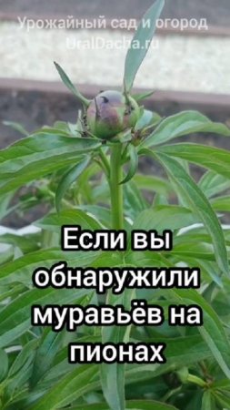 Муравьи на пионах, что делать