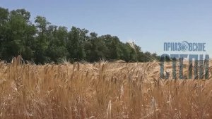 Жатва в Ейском районе будет жаркой