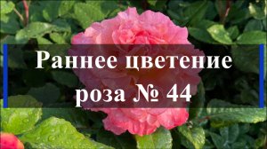Раннее цветение розы № 44