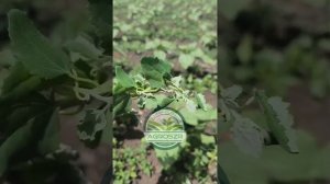 Пример №4 Гелиантекс Оригинал / Halauxifen-metil, 68,5 g/l, SC