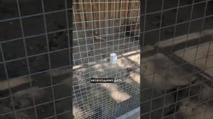 Дайте фазану быть фазаном [get-save.com]