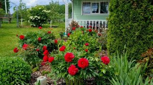 ЦВЕТУТ ПИОНЫ И РОДОДЕНДРОНЫ!🌺ТОМАТЫ ТОЛСТЫЕ,ЧТО КЛАДУ В ЛУНКУ.🍅ДРОНЫ СБИТЫ!