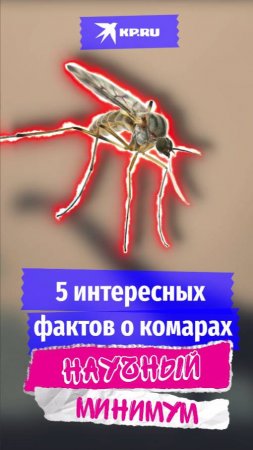 5 интересных фактов о комарах