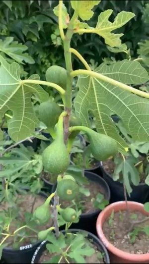 Инжир в больших контейнерах возраст 3 года от Small Gardens