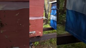 Облёт полным ходом