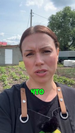 Появился жук в клубнике. Что делать?