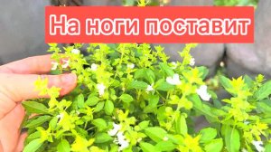 Этот простой лист лечит диабет, давление, депрессию и бессонницу! Секрет здоровья в вашем огороде!