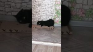 Когтеточка хорошая, кот сразу оценил❤️