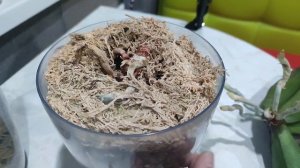 Мой первый стрим! Разделение старой орхидеи. Пересадка орхидей после наращивания корней