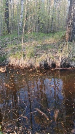 Утята в Пискаревском Парке
