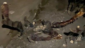 "Ощущение, что сейчас в лицо мне вцепится": Гриб-мутант в подвале шокировал жителя Ленобласти