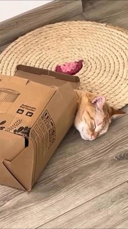 Больше не ЗВЕНЯТ! 😿 Где у НЕГО Шерсть 🙀 #cat #ОЗВУЧКА #юмор