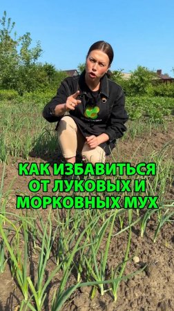 Как избавиться от луковых и морковных мух