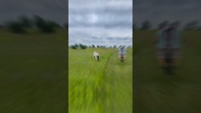 Прекрасные лошади Елены Сергеевны Солодовниковой