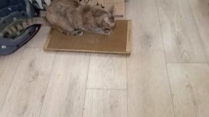 Мосе очень понравилась когтеточка!❤️