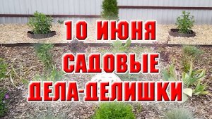 10 июня. Садовые дела-делишечки