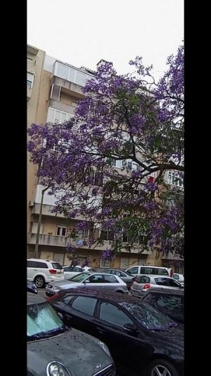 пока не известно, название дерева🇵🇹