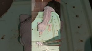 Кормление Зефирки. 12 июня 2025 г.