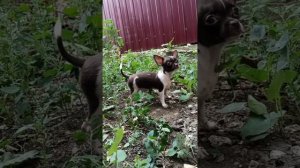 Щенок чихуахуа мальчик. Продаётся! г. Краснодон.