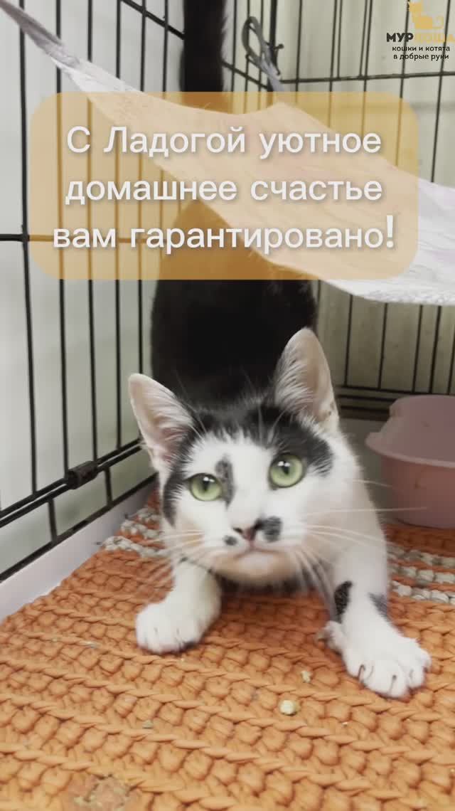 Ладога (уже дома)