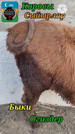 СКОТНЫЙ РЫНОК -МАЛ БАЗАР 🐄