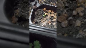Всходы семян клубники