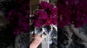 АВ-Волнующее Прикосновение - ещё одна жемчужина нашей коллекции.  Особенный, эффектный сорт.