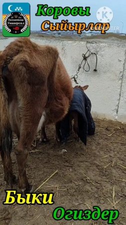 СКОТНЫЙ РЫНОК -МАЛ БАЗАР