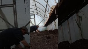 Посадка томатов у Надежды Васильевны