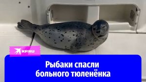 Рыбаки в Приморском крае спасли детёныша тюленя