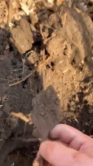 В ямке оказалось ,что то интересное. Лесная находка с Деусом #видео #metaldetecting #история #лес