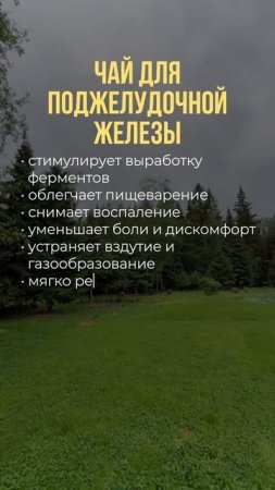 Чай для поджелудочной железы