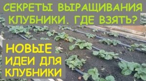 СЕКРЕТЫ ВЫРАЩИВАНИЯ КЛУБНИКИ ГДЕ ВЗЯТЬ Подглядываем новые идеи для клубники Клубничный
