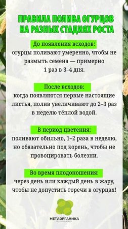 Правила полива огурцов на разных стадиях роста