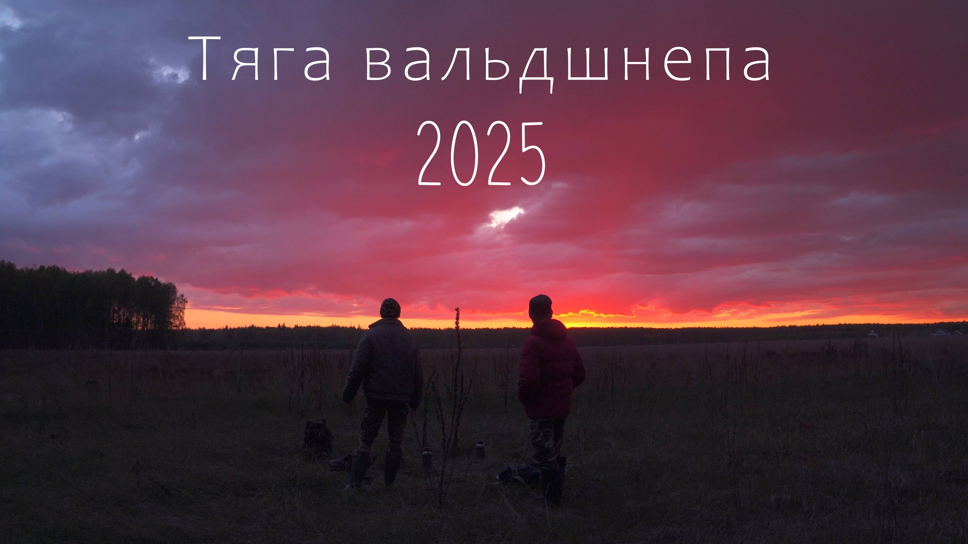 Провожаем весенний сезон вместе с закатом. Наблюдаем тягу вальдшнепа. Вечер 8 мая 2025 года