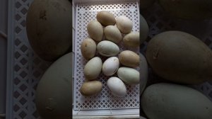 Дикие пролклевываются