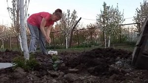 ПОСАДИТЬ ПОМИДОРЫ. БЫЛИ ПЛАНЫ ВЫПОЛНЯЮ. НАДО СОБРАТЬС?