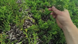 Обзор череночников в июне, как себя чувствуют черенки хвойных🌿