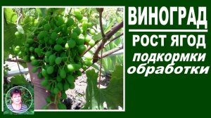 Чем подкормить виноград во время роста ягод. Обработка от болезней