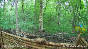 Лето в ЛЕСУ онлайн #Relaxing #природа #звуки леса #птицы #погода