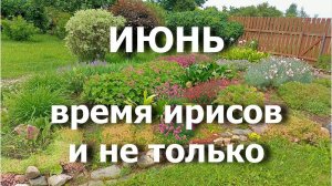Июнь - время ирисов и не только
