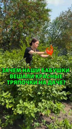 Зачем наши бабушки вешали красные тряпочки на даче