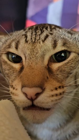 Котик смотрит матом. Осторожно, скример