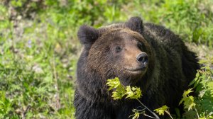 Молодой медведь на лесной дороге