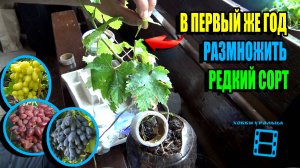 КАК МНОГОКРАТНО РАЗМНОЖИТЬ ЦЕННЫЙ СОРТ ВИНОГРАДА. ПРИВИВКА ПАСЫНКОМ. СЕВЕРНЫЙ ВИНОГРАДНИК 25-22