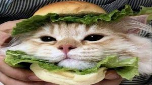 ПРИКОЛЫ С ЖИВОТНЫМИ ДО СЛЕЗ #70 Смешные КОТЫ И СОБАКИ  Приколы