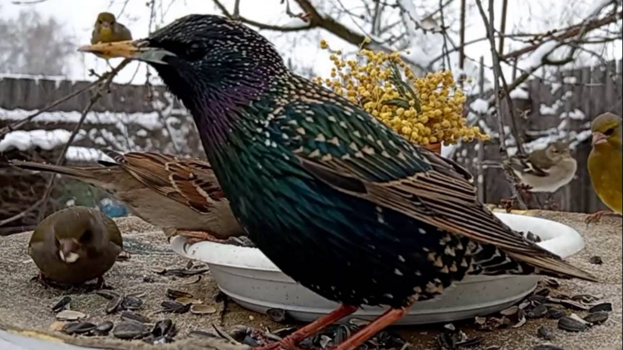 Удивительные птицы посещают кормушку (06.04.2025 года)