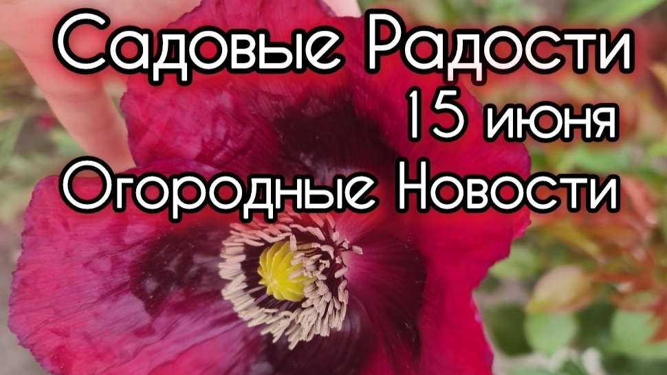 Огородные новости. Садовые радости). 15 июня 2025 года. 1 сотка.
