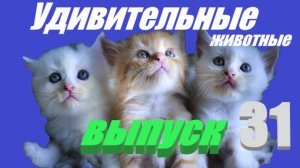 Удивительные животные выпуск 31