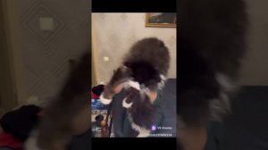 Откуда взялись Мейн-куны?